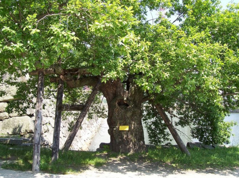 Hibakujumoku - Ginkgo biloba