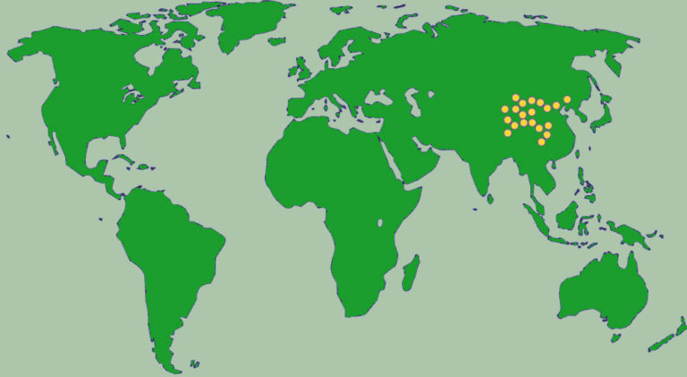 Distribution and habitat: Where does Ginkgo biloba grow?